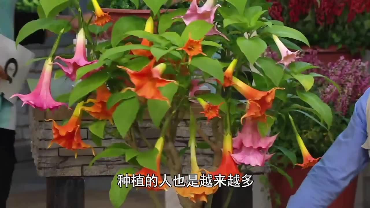 世界五种最毒植物3