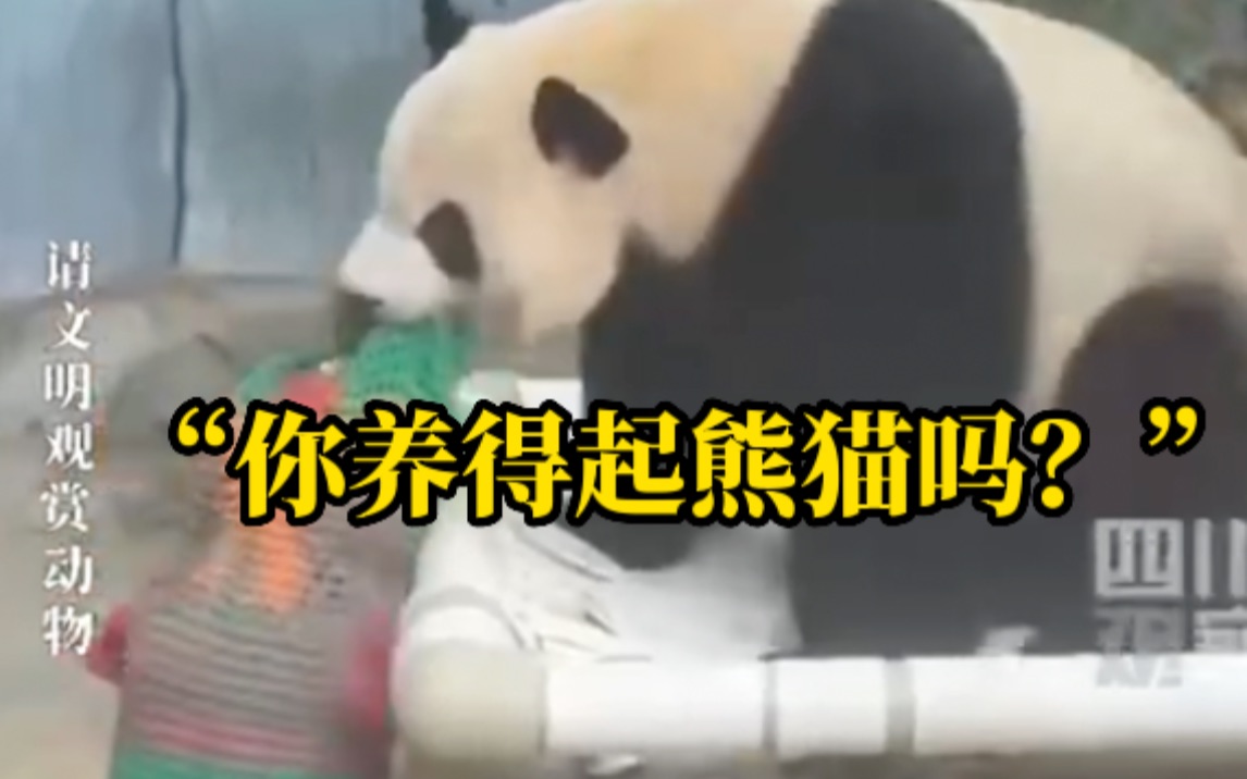 游客猛拍“舜舜”熊猫房玻璃,工作人员制止反被骂