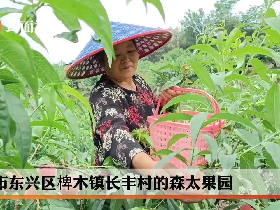 桃李同树共生长 结满硕果惹人爱