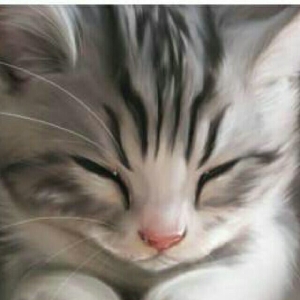 鸿鹄不想追 