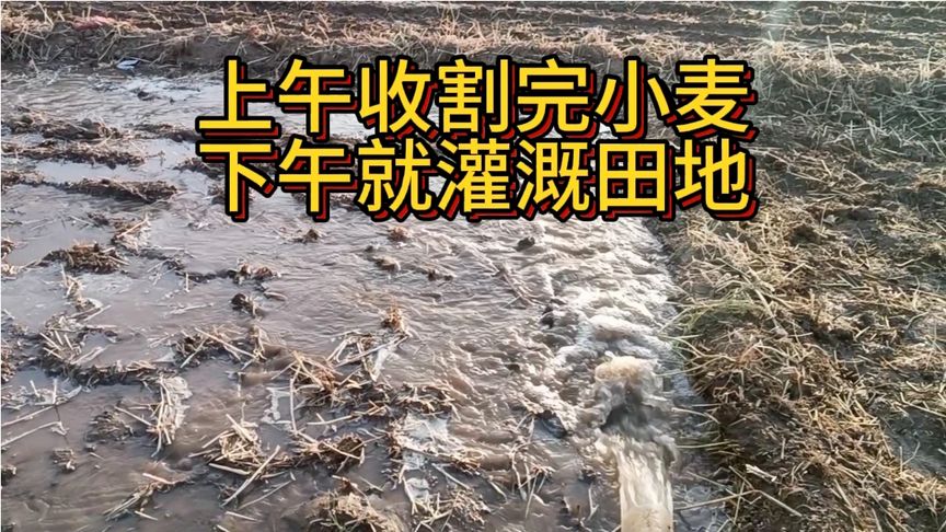 上午收割完小麦,下午就马上灌溉田地播种上水稻,太方便
