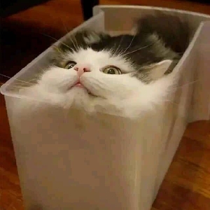 _小孽孽 