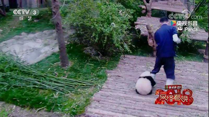 央视网络春晚:点击率10.6亿次的小熊猫,你还记得吗?太可爱了