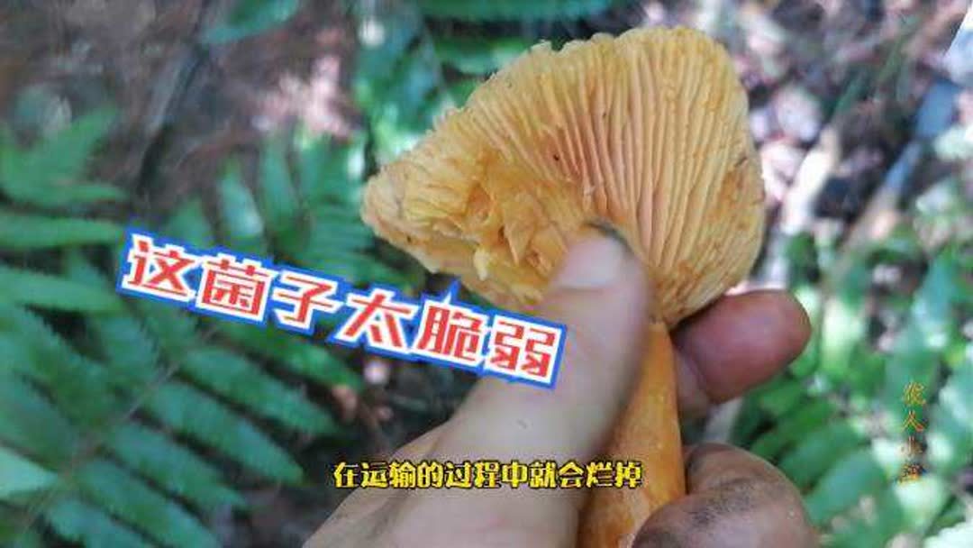 湖南怀化大山里的美味,太脆弱城里人吃不到