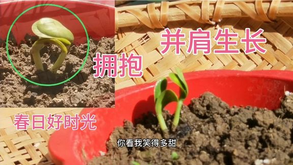 两棵丝瓜苗的生长