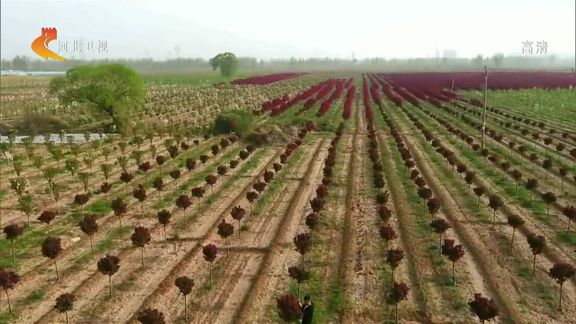 植树添绿正当时——河北各地积极开展全民义务植树活动