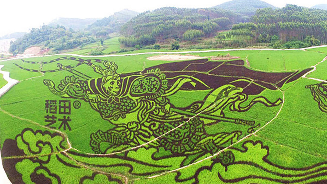 宾阳稻田画 美猴王变成仙女