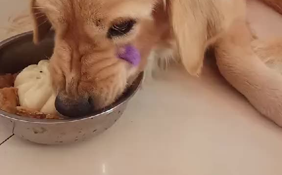 好坏并不是天生的,微信脾气好是从小吃喝不愁,没受过抛弃,病痛,球球...