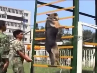 给狗狗怎么做衣服教程