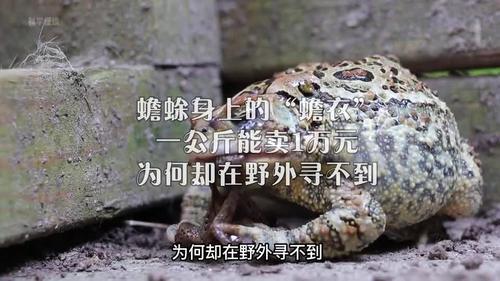 蟾蜍身上的"蟾衣",一公斤能卖1万元,为何却在野外寻不到?