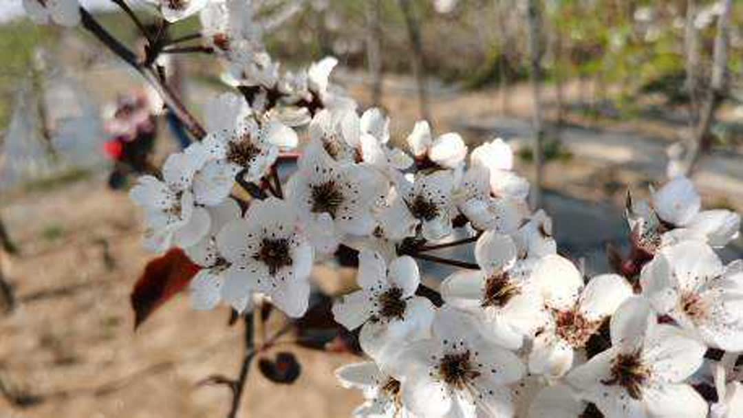 早酥红梨什么季节成熟,早酥红梨树苗
