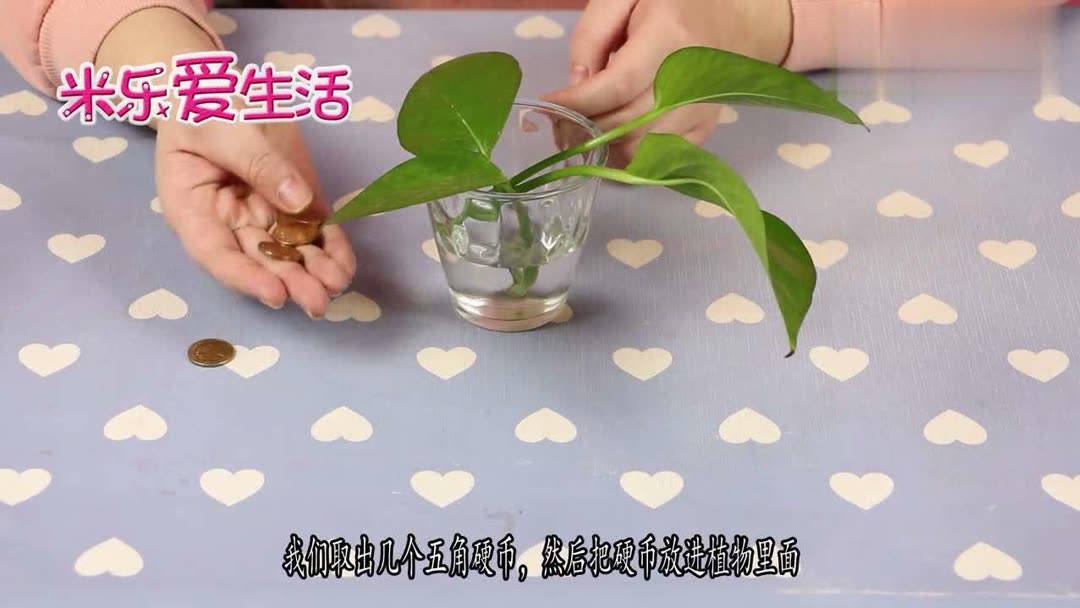 这种五角硬币你家有吗?留在家里特别“值钱”我也是刚看到,实用
