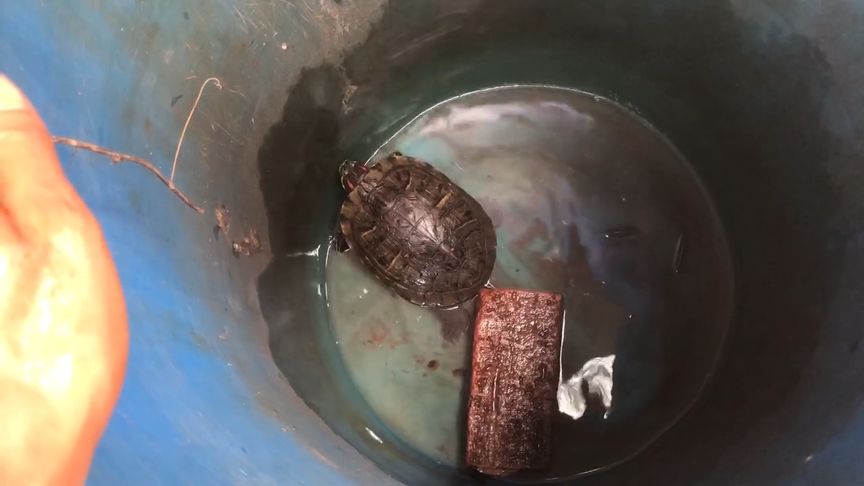 鱼塘石灰消毒,抓到一只3斤多重的乌龟