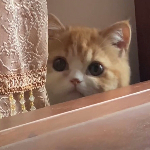 鱼饼狗 