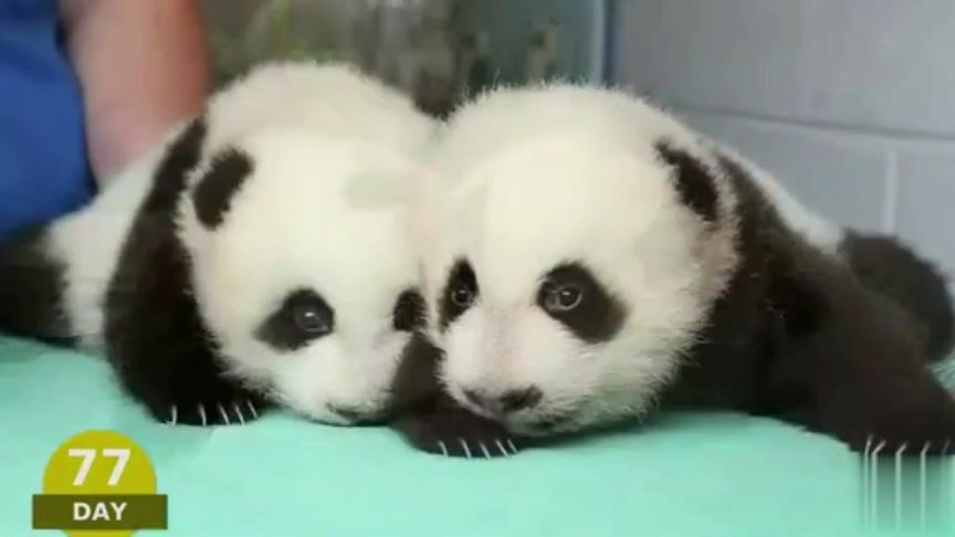 超萌纪录片,熊猫宝宝的100天成长变化!