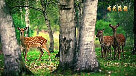 公益广告:时代楷模,塞罕坝林场