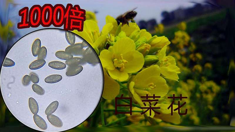 你见过白菜花的花粉吗?显微镜下的样子给你惊喜