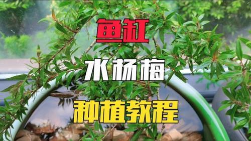 鱼缸里这样种水杨梅,长大后你养只鸟都能够