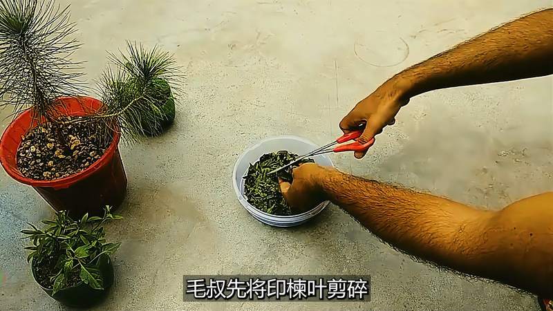 天然农药如何搁家造