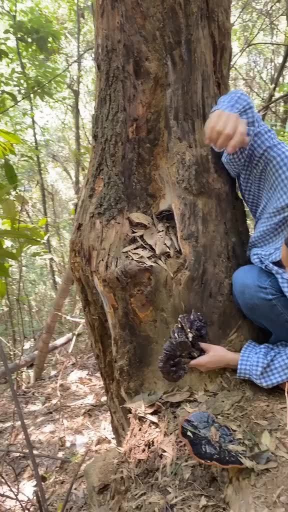 灵芝成熟以后就会喷出孢子粉,繁殖下一代#野生灵芝#灵芝孢子粉