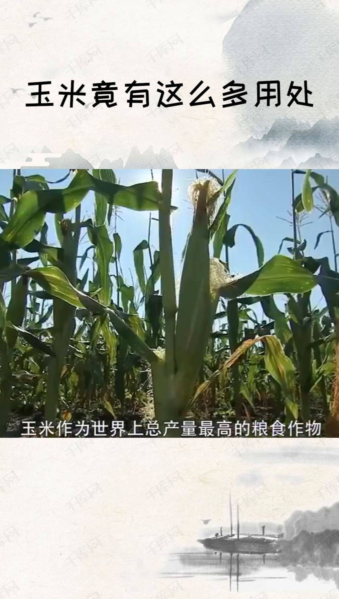 玉米竟有这么多用处