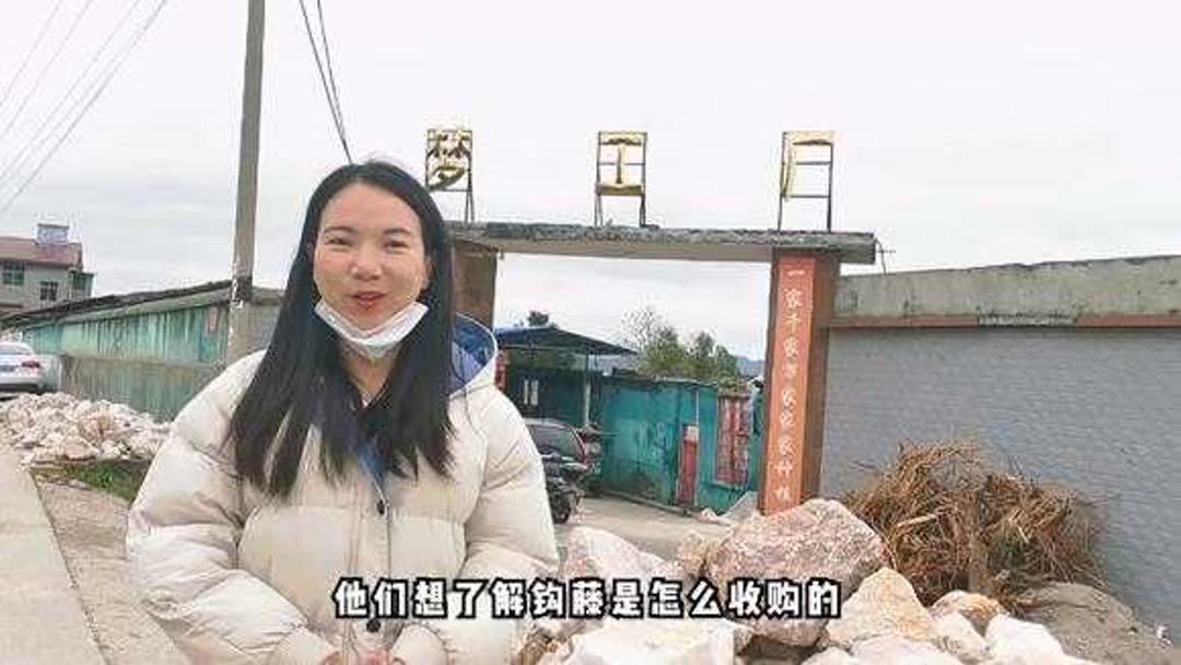 钩藤种植(一):钩藤收购标准,价格等级,这里全都告诉你