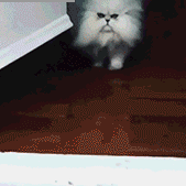 爱吃狗粮的猫i 
