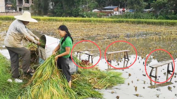 广西农村收稻谷不用收割机,坚持手工割禾,还带上几张凳子