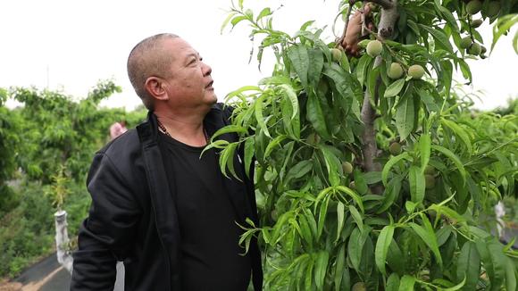 老技师给大家分享桃树之疏桃、剪枝、套袋经验