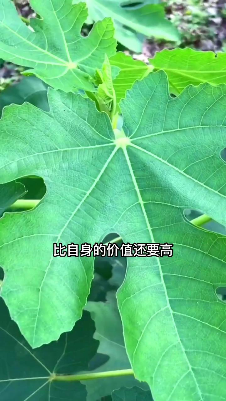 无花果叶的3个妙用。#大自然的馈赠 #识百草 #无花果叶