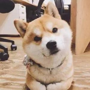 爱笑的小兔兔兔 