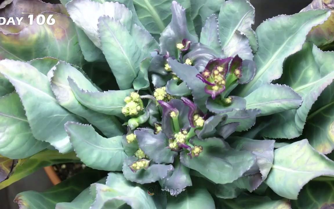 【延时摄影】记录植物生长