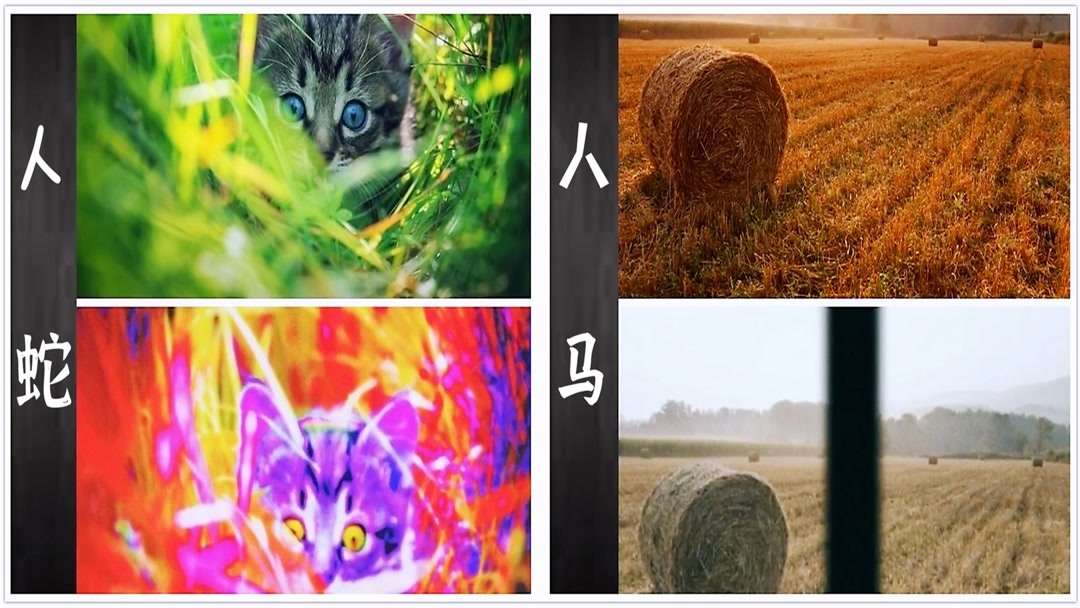 如果你有动物的眼睛,世界就长成这个样子