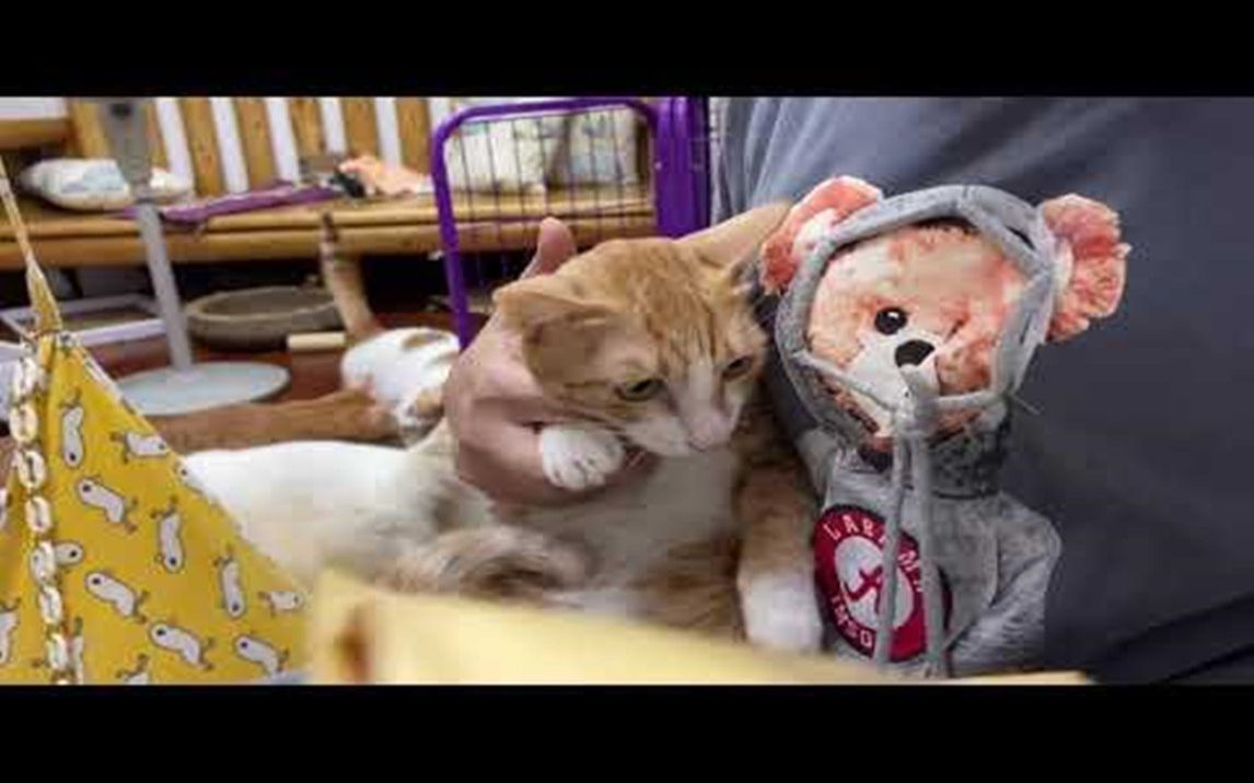 送走了四只小猫,母猫到底会怎么样?看完后舒了一口气