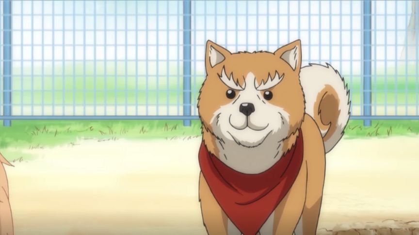 肉桂信长:著名武将织田信长,一时逞强要变狗狗!结果一语中的