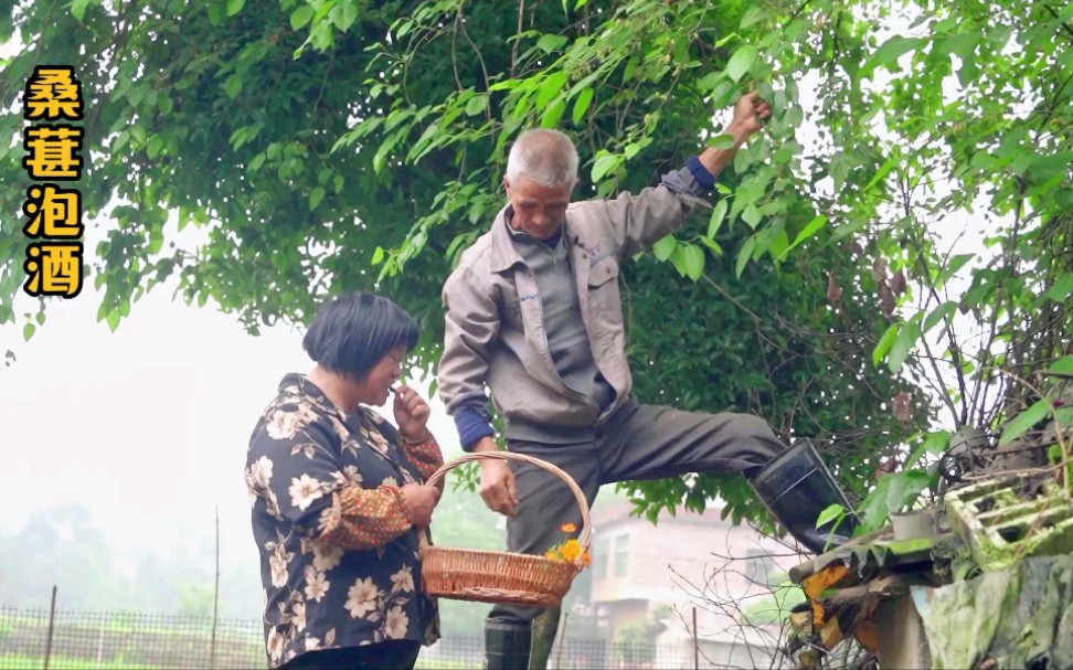 自酿的桑葚酒竟然这么好喝,泡法也简单,一不小心就喝多了