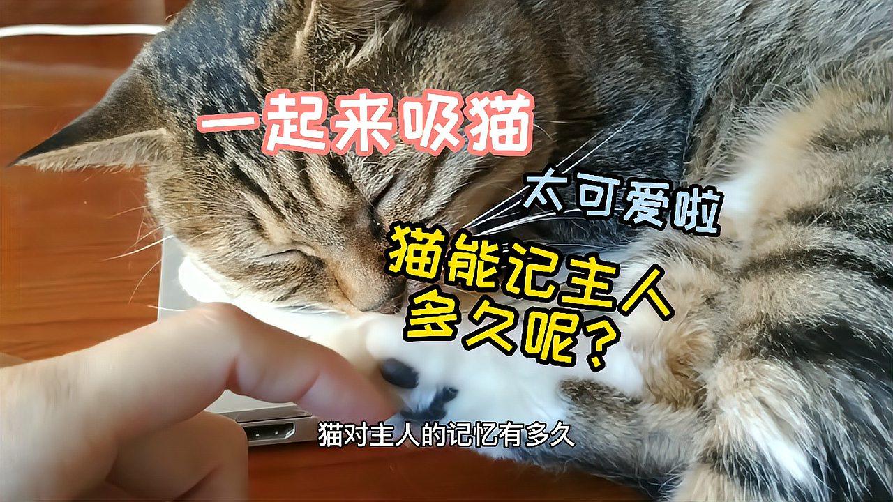 猫对主人的记忆有多久?原来猫猫也会生气,是戏精本精没跑啦!