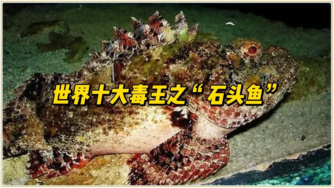 世界上最丑陋最毒的鱼,石头鱼,被称为世界十大毒王之一(1)