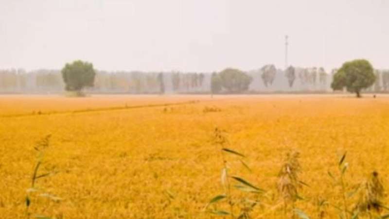 美爆了!有一种震撼,叫几何稻田画!