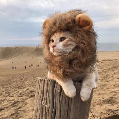 生菜包孜然烤肉 