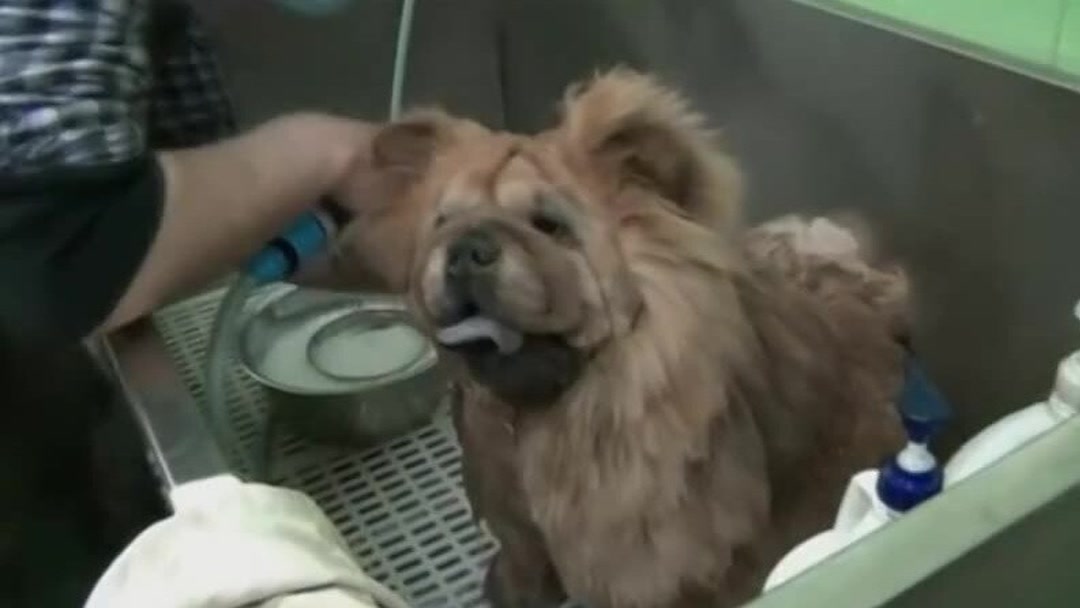 狗狗洗澡教学视频 给狗狗正确洗澡的教学片