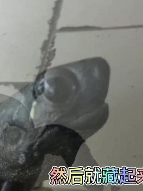 乌龟认识人么?乌龟认人需要多久时间呢?