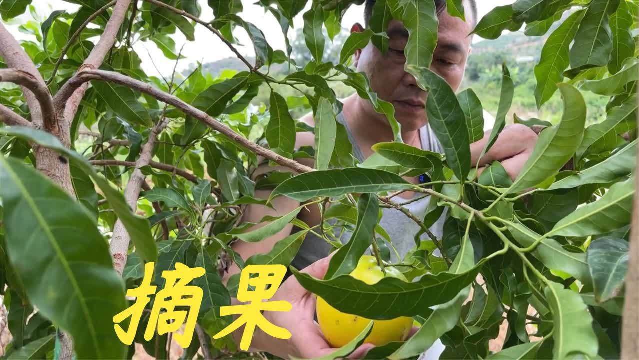 网友想尝试一下黄晶果,一直都没果,今天终于可以摘果发给大家了