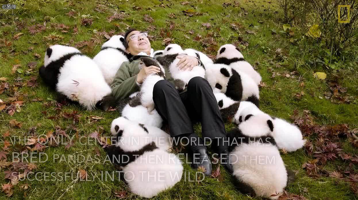 美国媒体对中国大熊猫的报道!熊团子征服全世界!