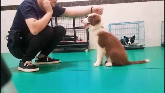 小边牧犬“bucky”握手礼仪训练ߘ�ߘ�ߘ�#训犬师 #宠物训练 #训犬