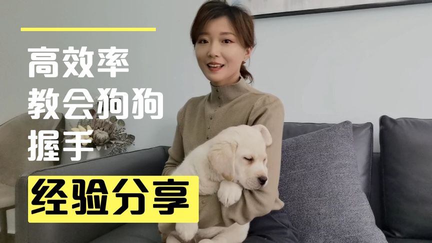看铲屎官如何高效率教会狗狗握手!一学习就睡觉的狗子你见过吗?
