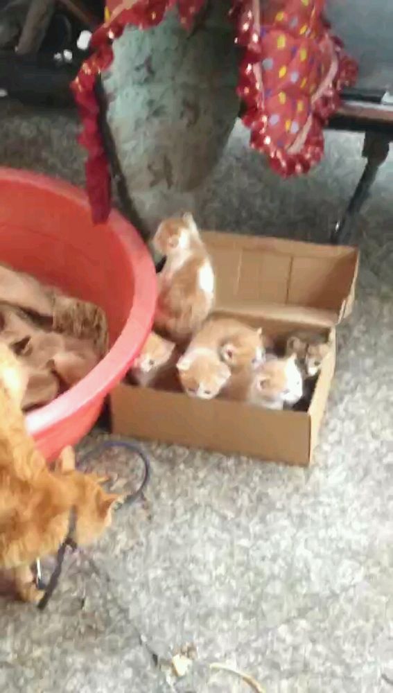 可爱的小猫猫十分可爱,10多只