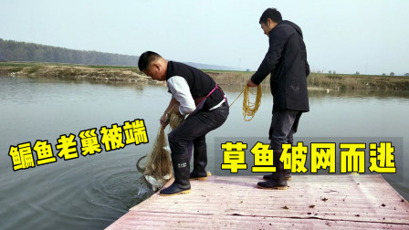 两人比试撒网,没想到小网一网撒三十多斤鱼,大草鱼把网都钻坏了