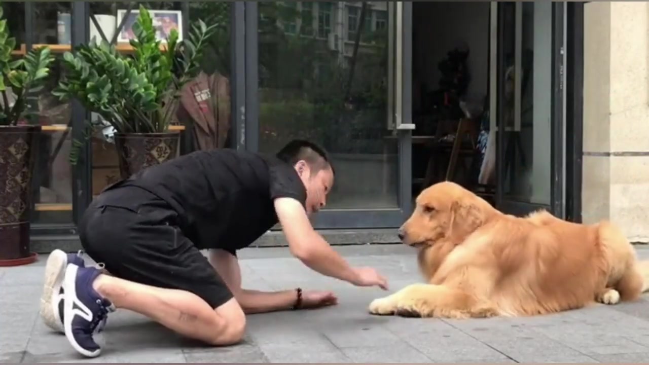 狗狗的模仿能力,真是让人叹为观止