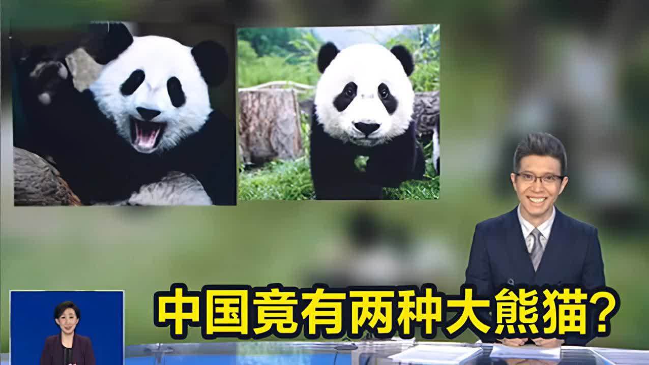 中国其实有2种大熊猫!30万年从未来往:一种像熊,一种像猫